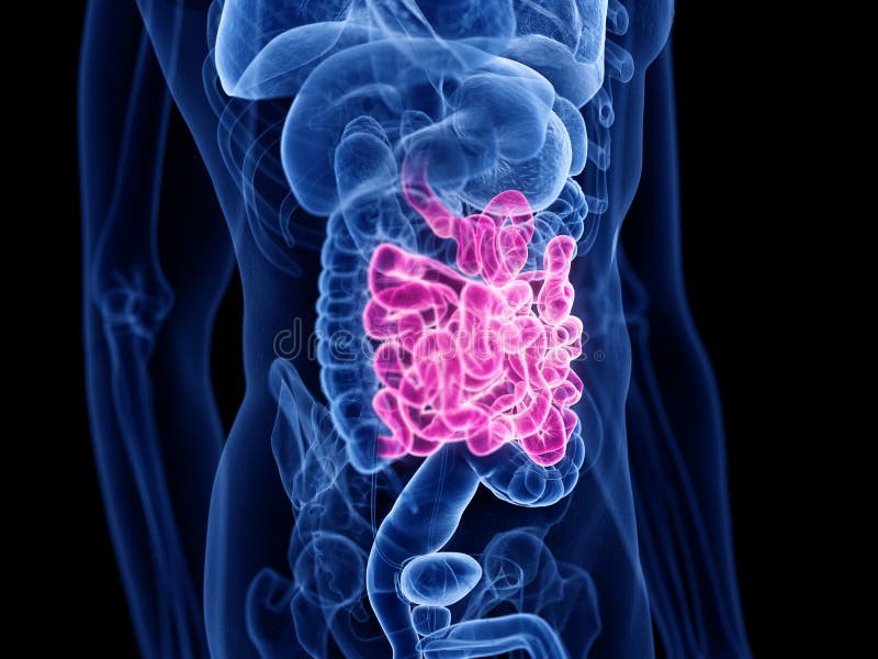 The small intestine stock illustration. Illustration of entero - 155218960