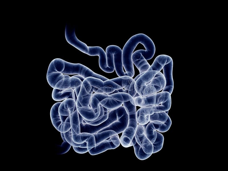 The small intestine stock illustration. Illustration of cecum - 157589087
