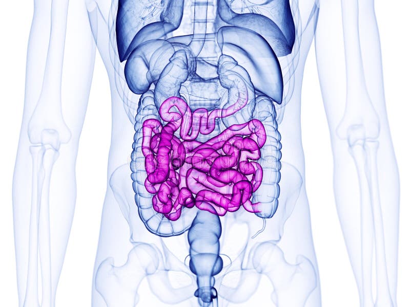 Small intestine cut stock illustration. Illustration of colon - 5604592