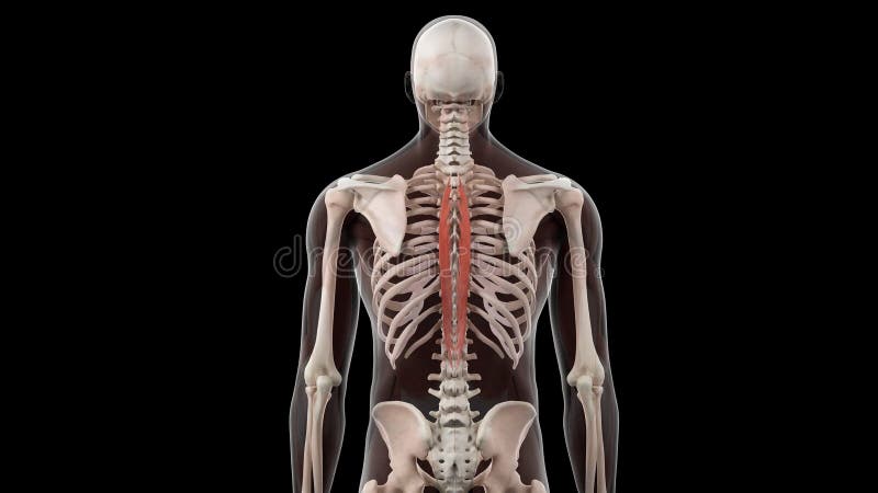 Spinalis Muscle Anatomy for Medical Concept 3D Animation Stock Footage ...
