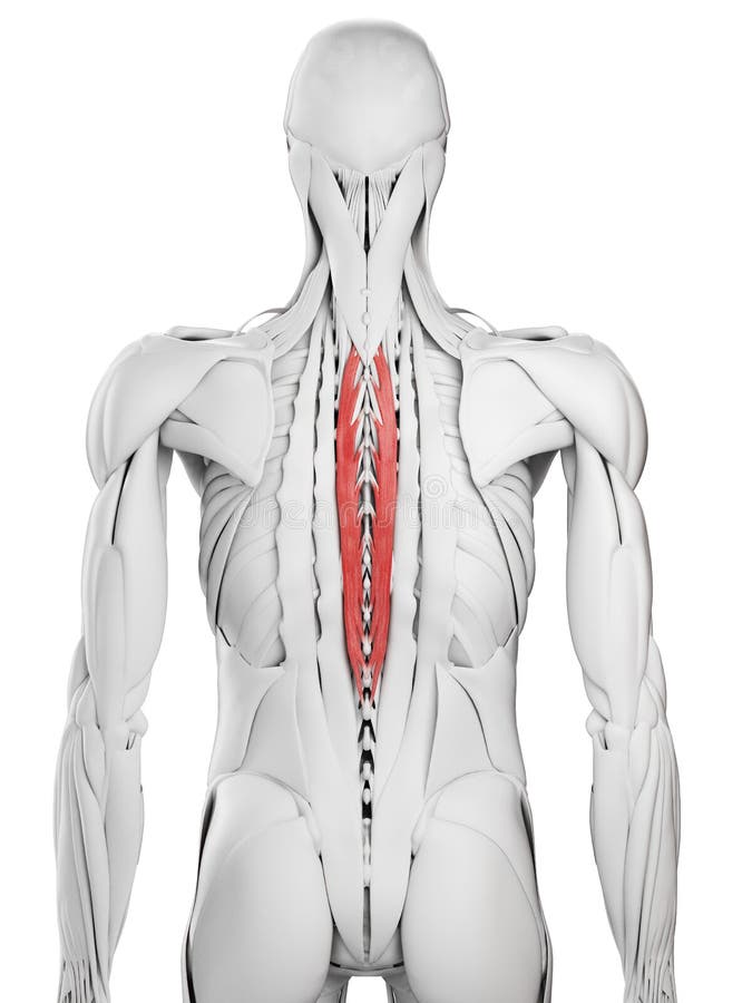 The spinalis thoracis stock illustration. Illustration of graphic ...