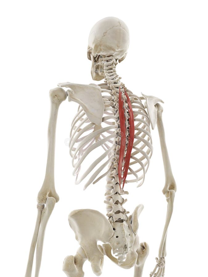 The Spinalis thoracis stock illustration. Illustration of accurate ...