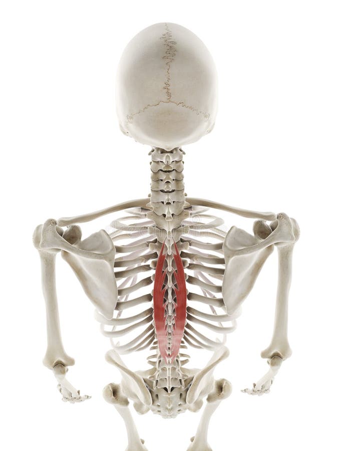 The spinalis thoracis stock illustration. Illustration of body - 45575890