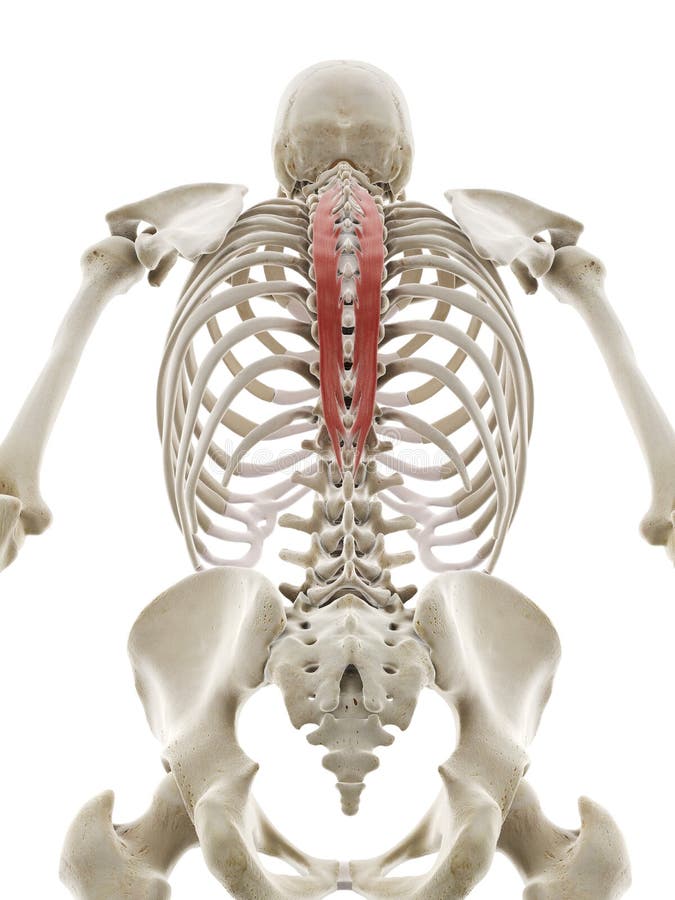 The spinalis thoracis stock illustration. Illustration of graphic ...