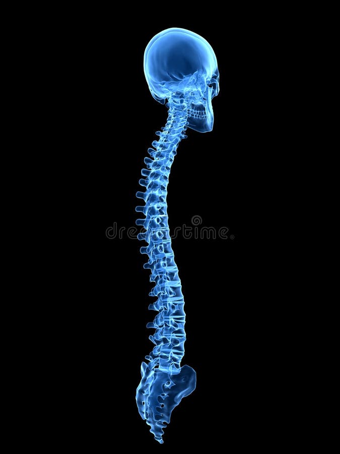 A spine and skull stock illustration. Illustration of lumbar - 100717139