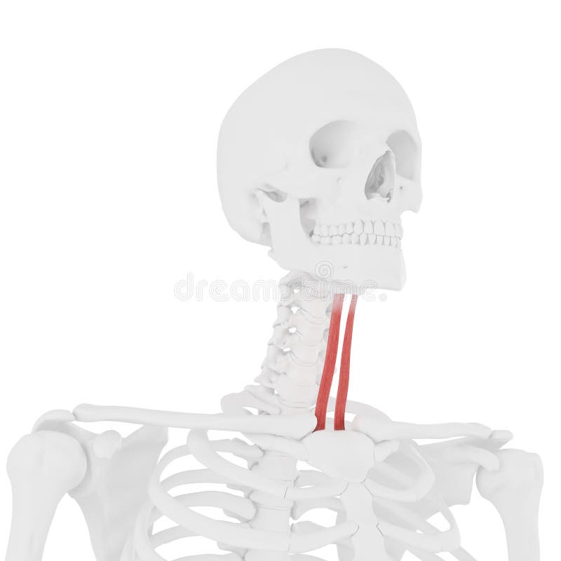 3d Illustration of Sternohyoid Muscles on Xray Musculature Stock ...