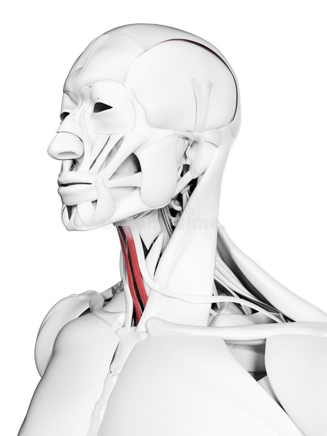 The sternohyoid stock illustration. Illustration of system - 72486271