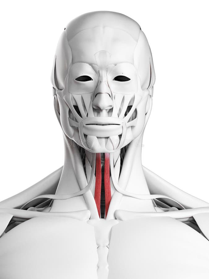 The sternohyoid stock illustration. Illustration of medical - 39791679