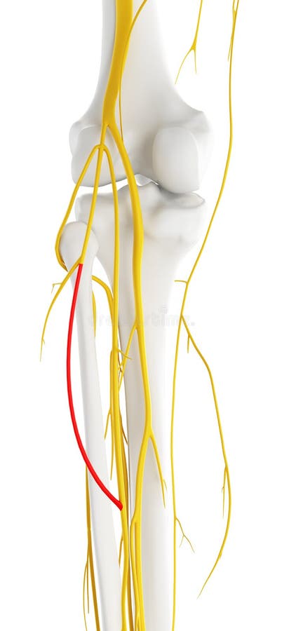 The Sural Communicating Branch Stock Illustration - Illustration of ...