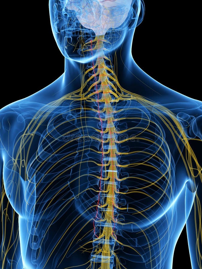 Sympathetic system stock vector. Illustration of lungs - 25474175