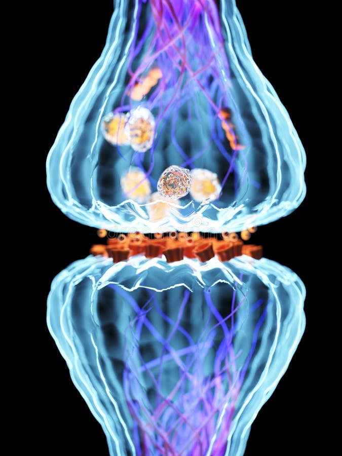 The synapse anatomy stock illustration. Illustration of ...