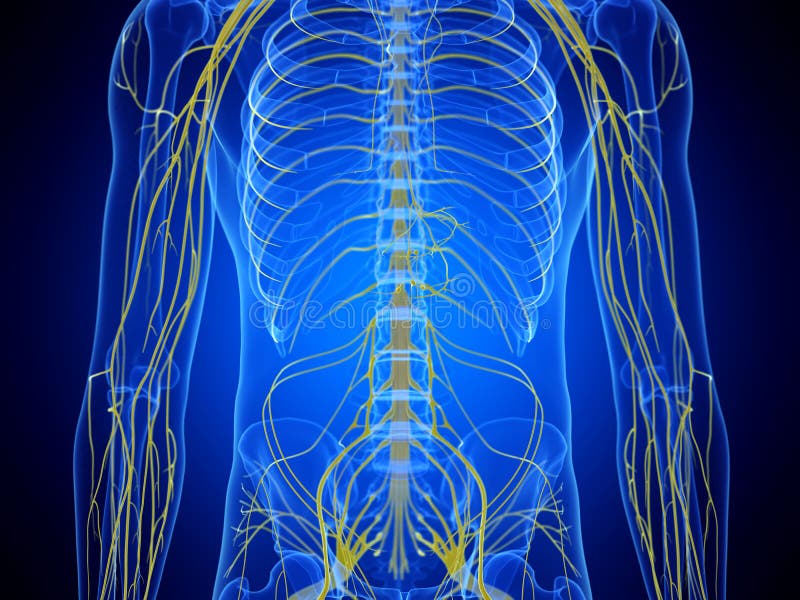 The thorax nerves stock illustration. Illustration of rendered - 169370856
