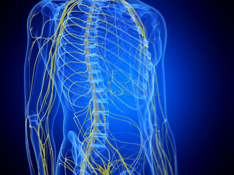 The thorax nerves stock illustration. Illustration of rendered - 169370856