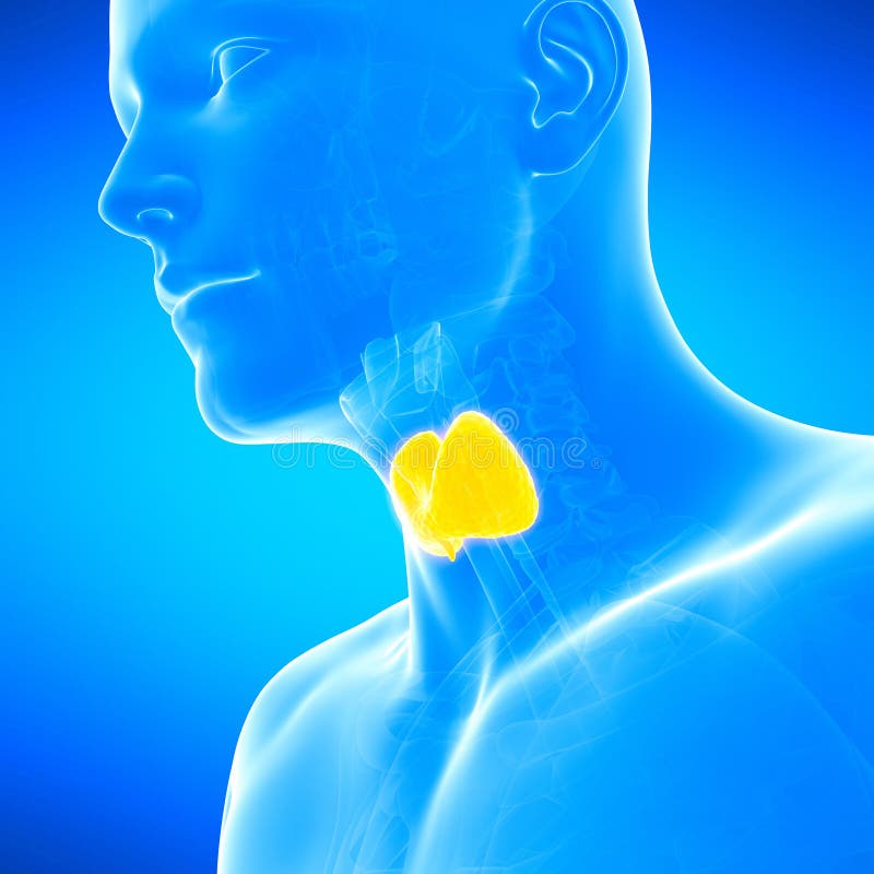 Diffuse and Nodular Goiter, the Thyroid Gland is a Sectional View Stock ...