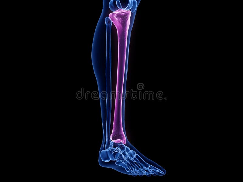 The tibia bone stock illustration. Illustration of science - 155220430
