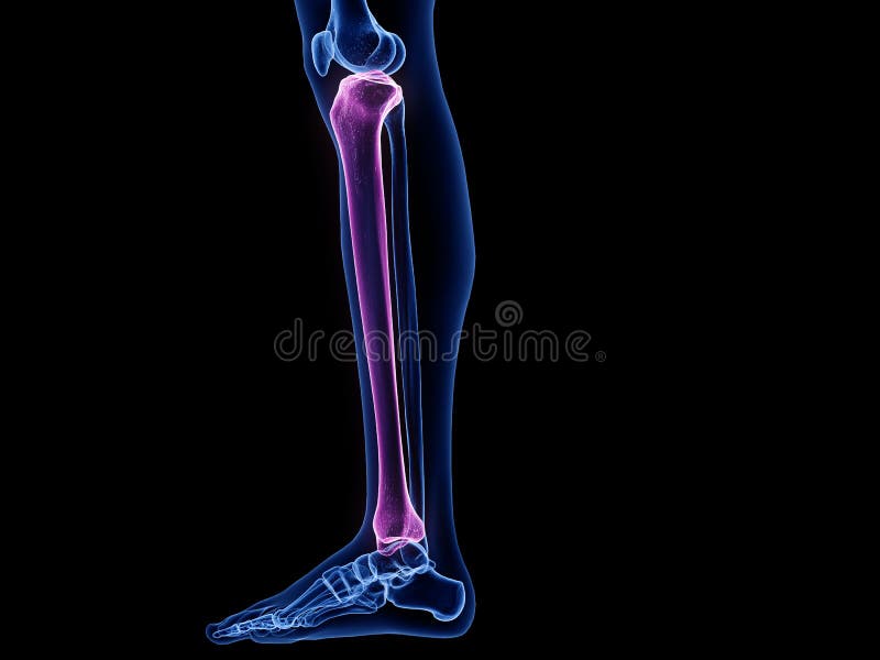 The tibia bone stock illustration. Illustration of skeletal - 155220409