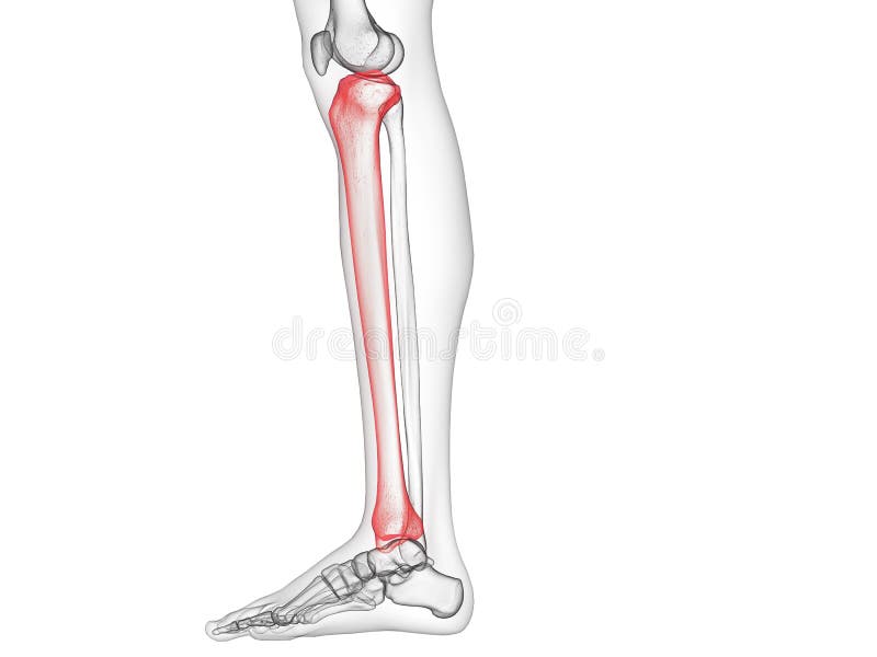 Tibia Stock Illustrations – 6,280 Tibia Stock Illustrations, Vectors ...