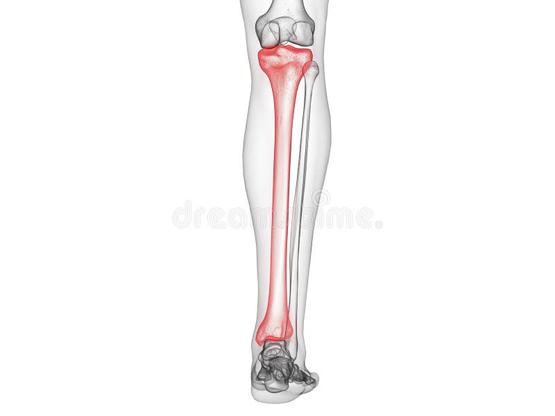 The tibia bone stock illustration. Illustration of medical - 45275803