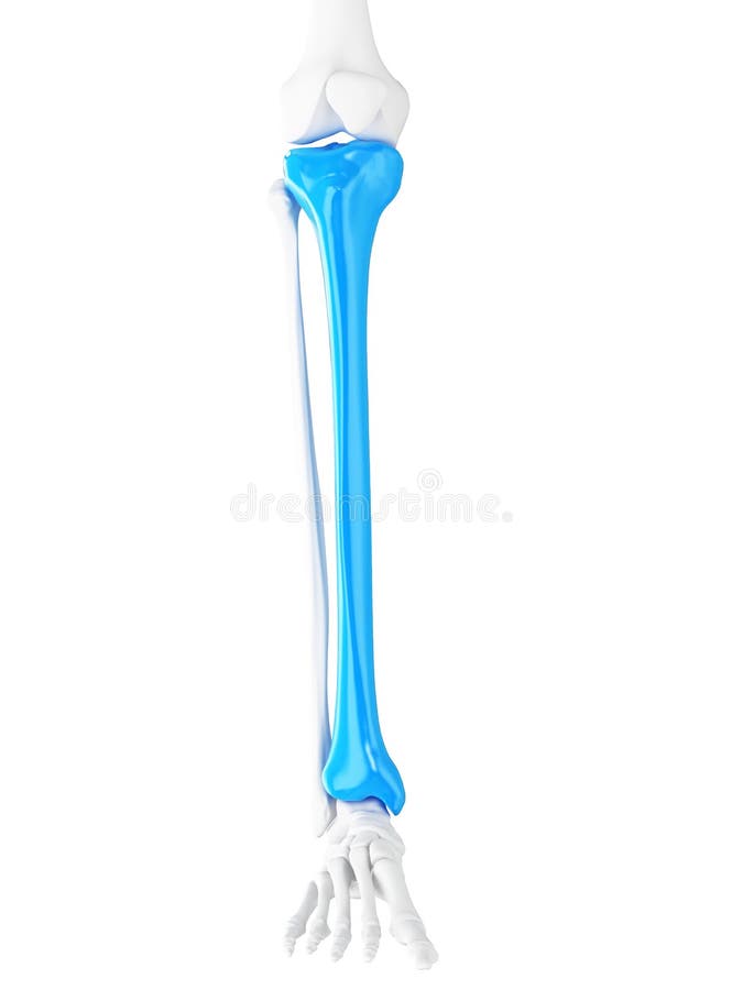The tibia stock illustration. Illustration of skeletal - 101232125