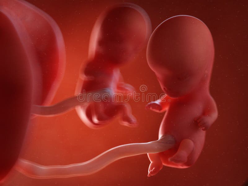 Twin fetuses - week 10 stock illustration. Illustration of abortion ...
