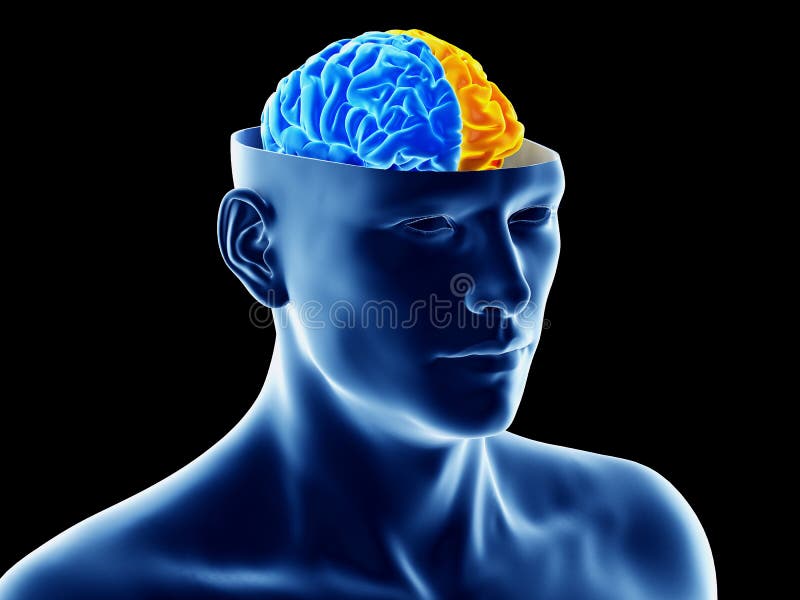 The two brain hemispheres stock illustration. Illustration of system ...