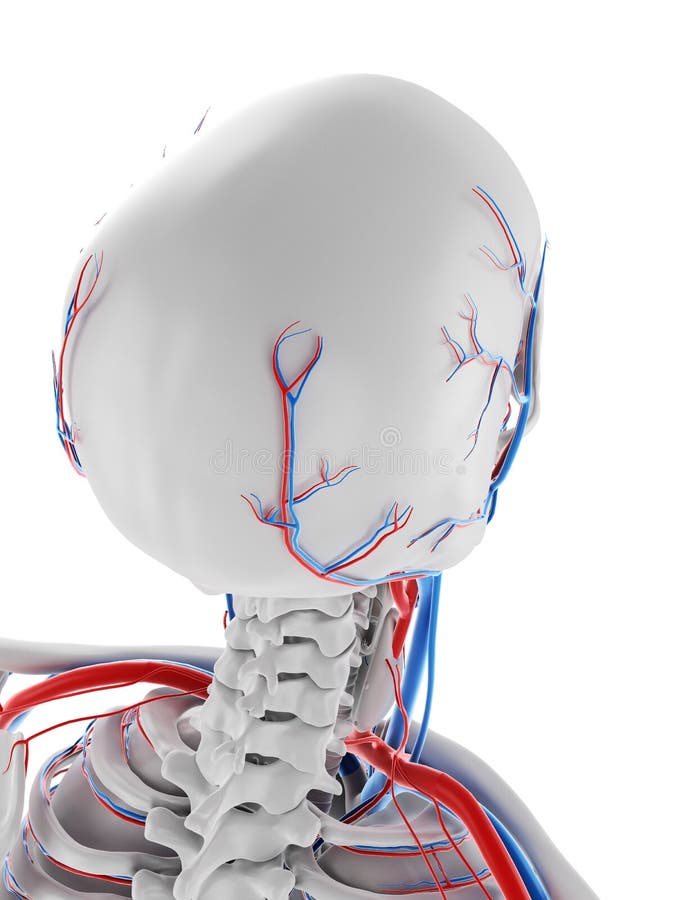 The Vascular System of the Brain Stock Illustration - Illustration of ...