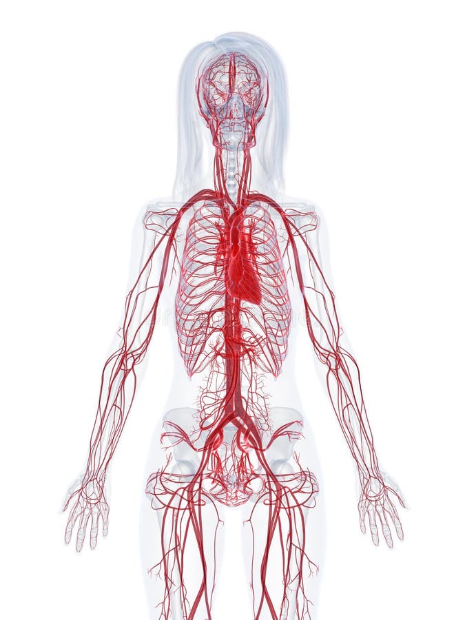 The vascular system stock illustration. Illustration of graphic - 141744282