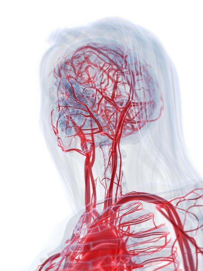 The vascular system stock illustration. Illustration of cardiac - 141744446