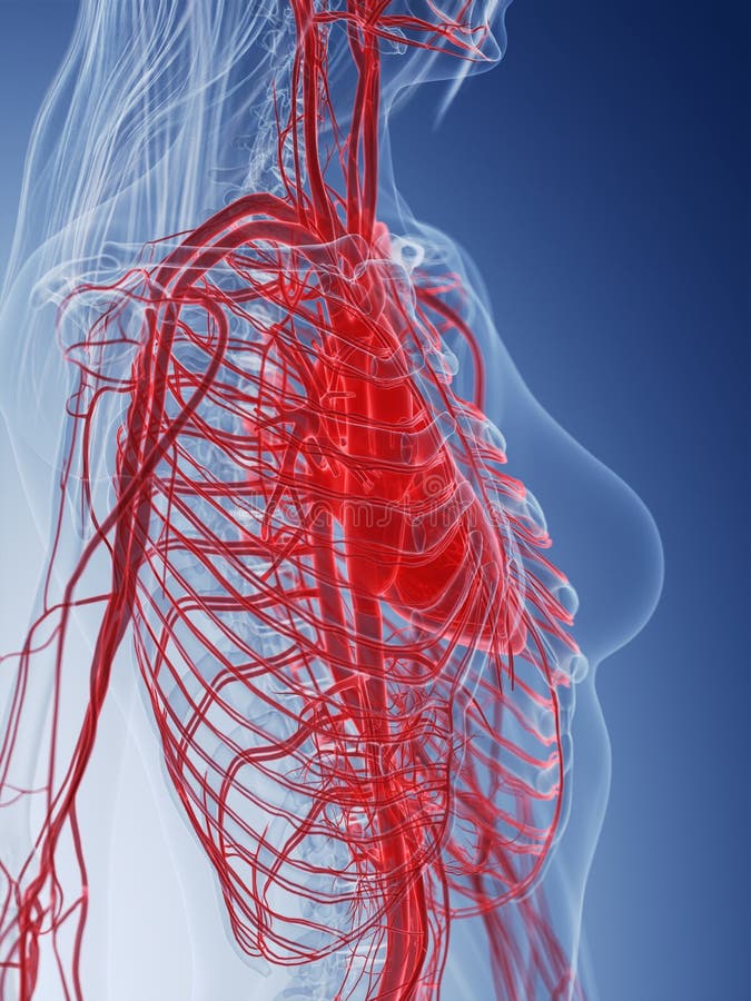 The vascular system stock illustration. Illustration of system - 141744565