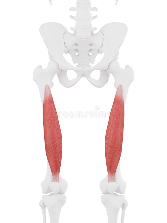 The Vastus Intermedius stock illustration. Illustration of intermedius ...