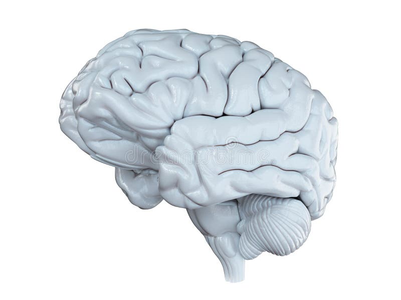A white brain stock illustration. Illustration of anatomy - 149522811