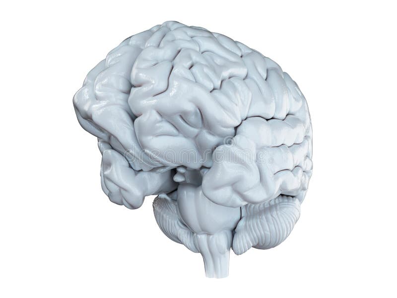 A white brain stock illustration. Illustration of model - 149522828
