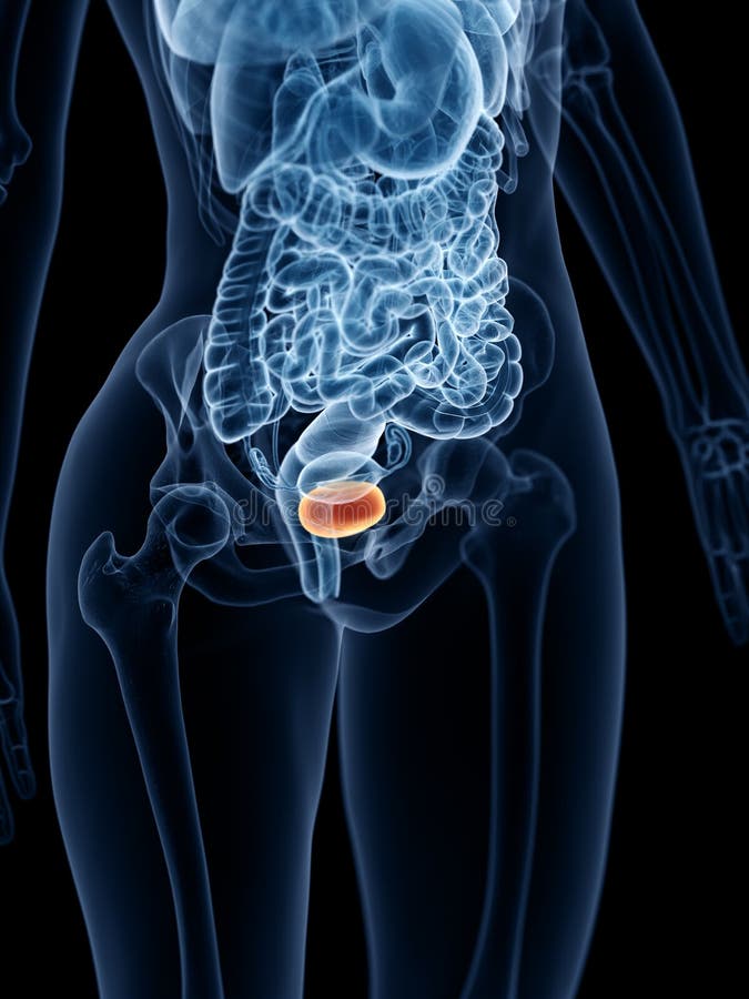 A womans bladder stock illustration. Illustration of hematuria - 142494470