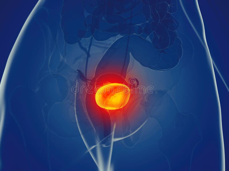 A womans bladder stock illustration. Illustration of artwork - 149550049