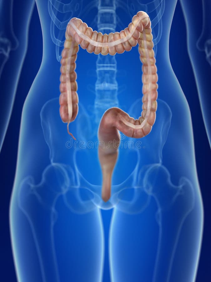 A Womans Colon Stock Illustration Illustration Of Colon 133381915