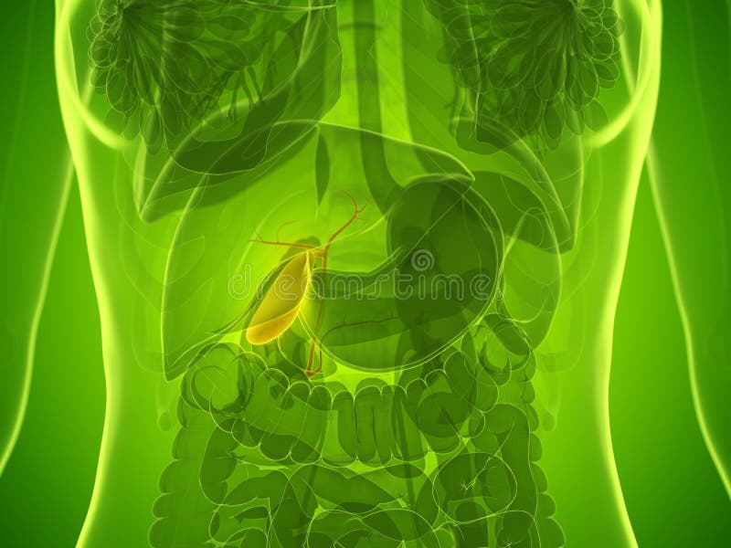 A womans gallbladder stock illustration. Illustration of biology ...