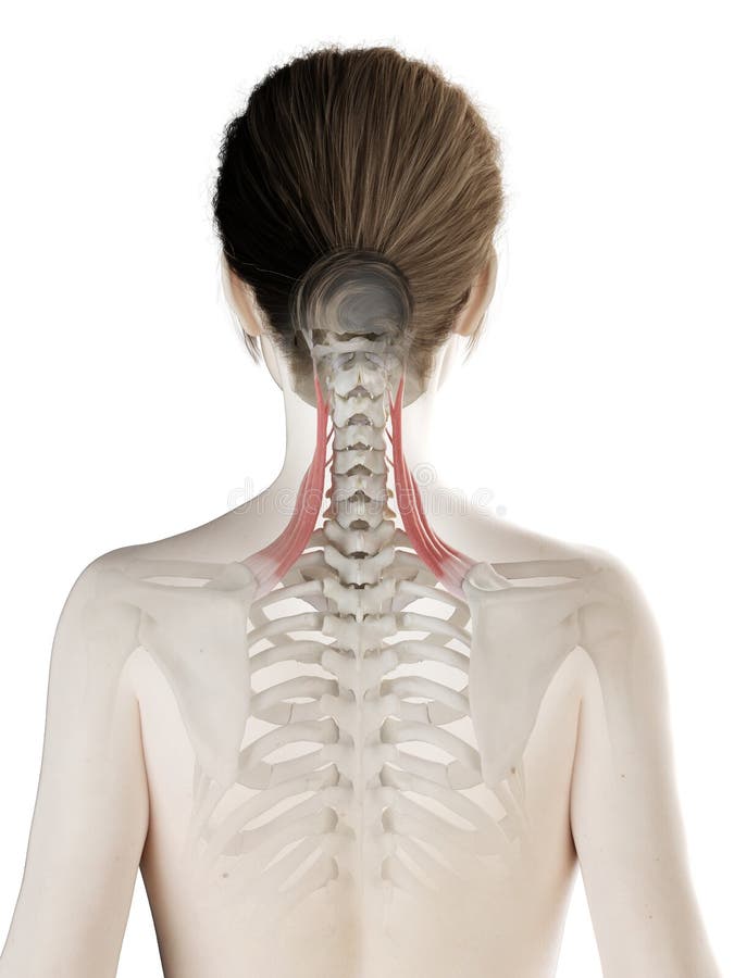 A Womans Levator Scapularis Stock Illustration - Illustration of bones ...