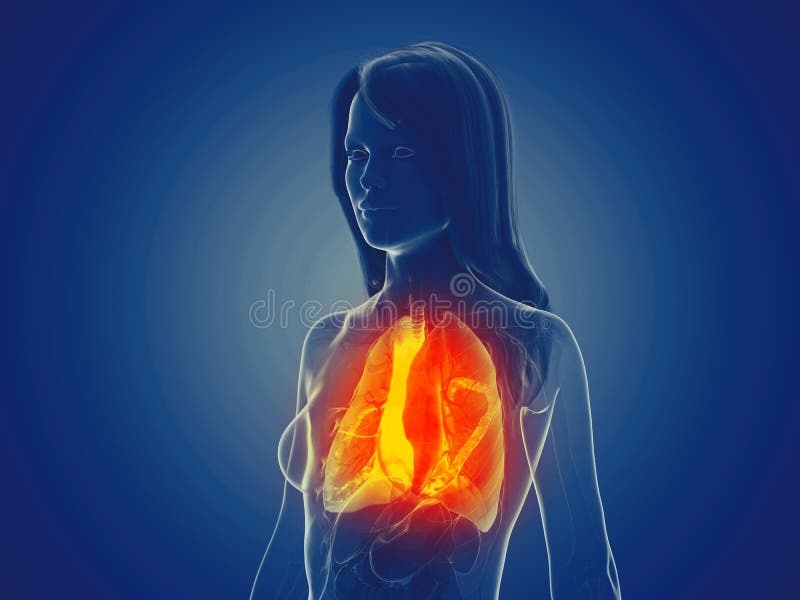 A womans lung stock illustration. Illustration of healthy - 149550593