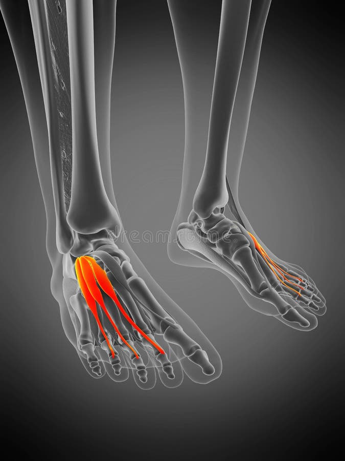 Extensor digitorum brevis stock illustration. Illustration of people ...