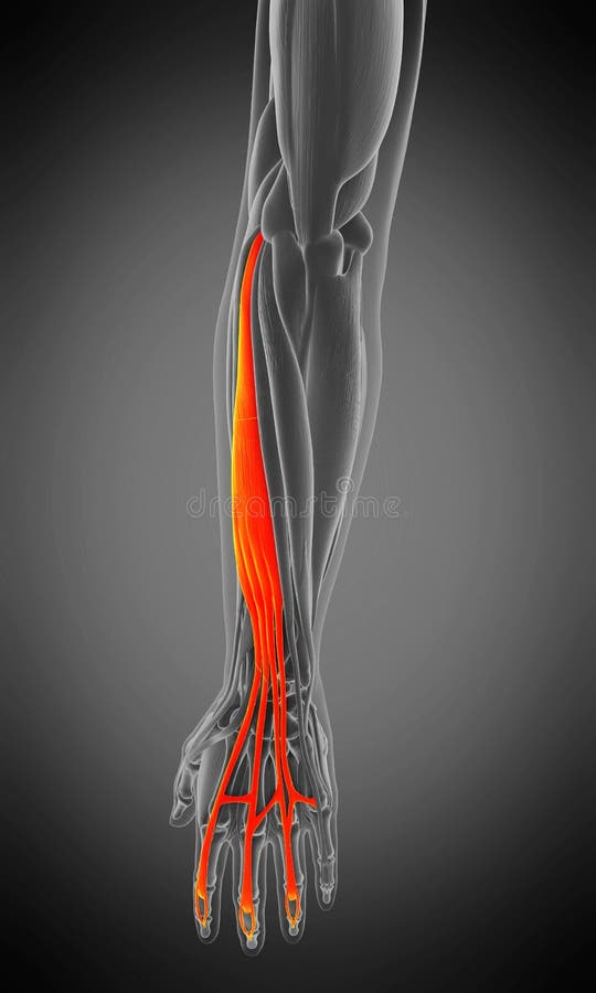 The Extensor Digitorum Longus Stock Illustration - Illustration of ...