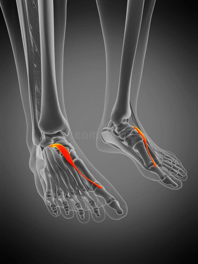 Extensor hallucis brevis stock illustration. Illustration of medically ...