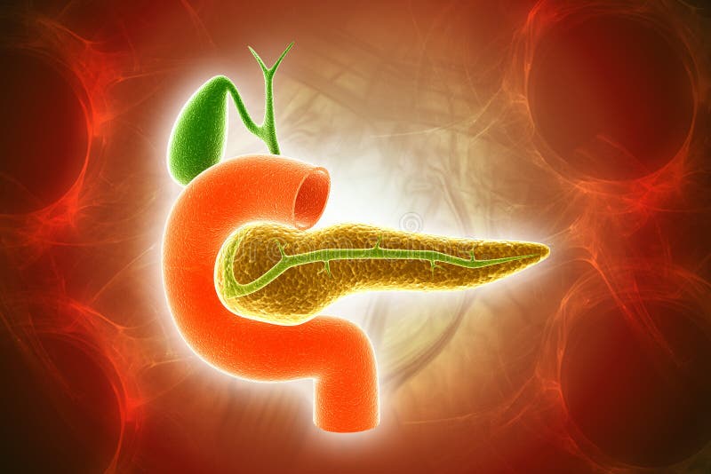 3D Illustration Of Pancreas. Stock Illustration - Illustration of ...