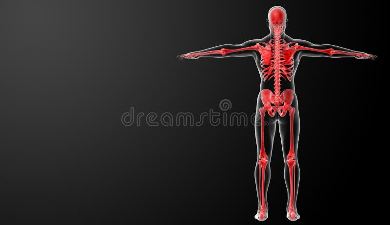 Human Male Anatomy with Muscles and Skeleton Stock Illustration ...