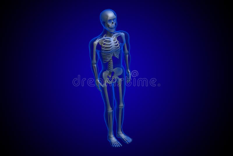 3D rendered skeleton stock illustration. Illustration of power - 33807941