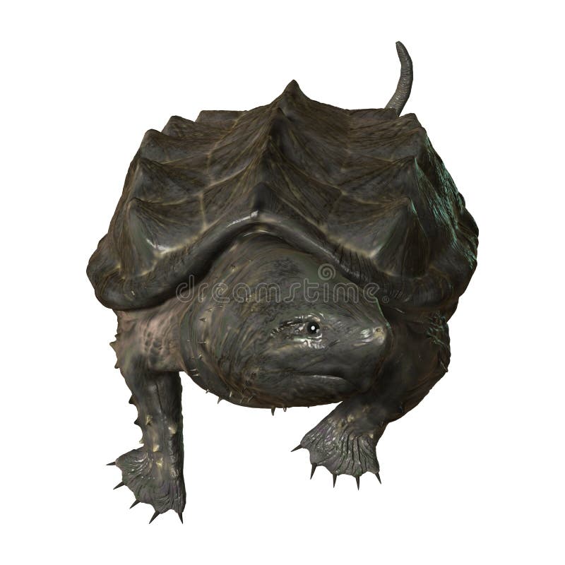 Snapping Turtle Stock Illustrations – 101 Snapping Turtle Stock ...