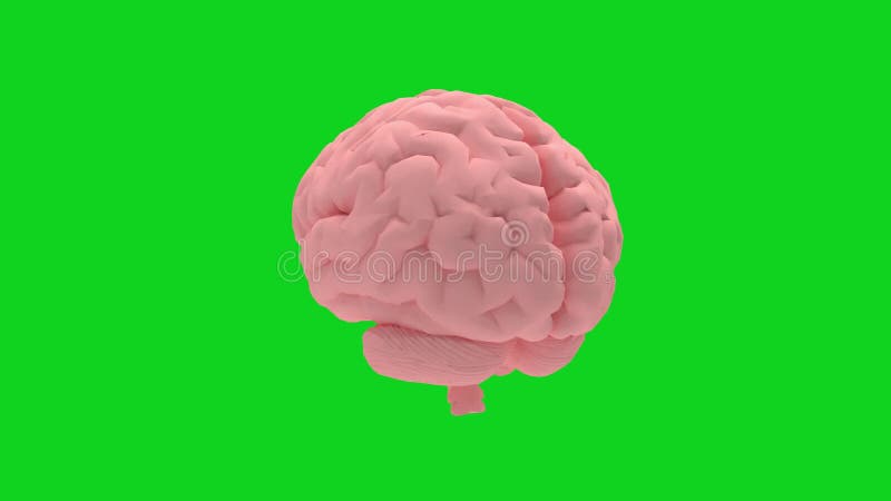 3d Rendering Animation of a Turning Brain Isolated on Green Screen ...