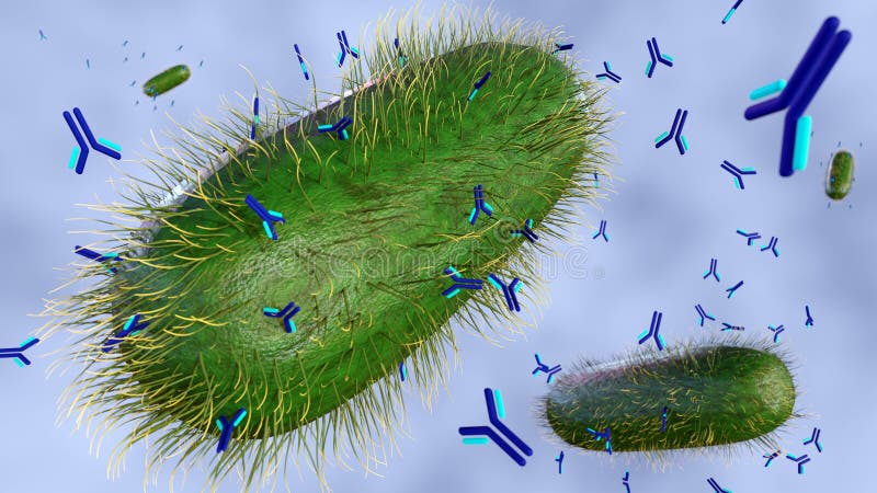 Antibody Molecules Produced by B Cells Bind on Bacteria Stock ...