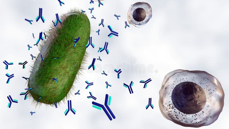 Antibody Molecules Produced by B Cells Bind on Bacteria Stock ...