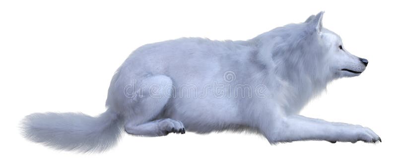 3D Rendering Arctic Wolf on White Stock Image - Image of white, nature ...