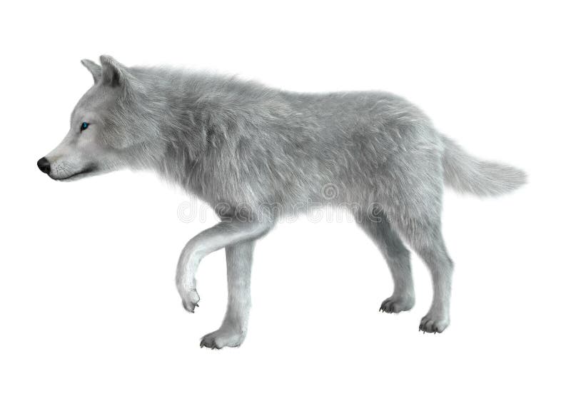 3D Rendering Arctic Wolf on White Stock Image - Image of white, nature ...